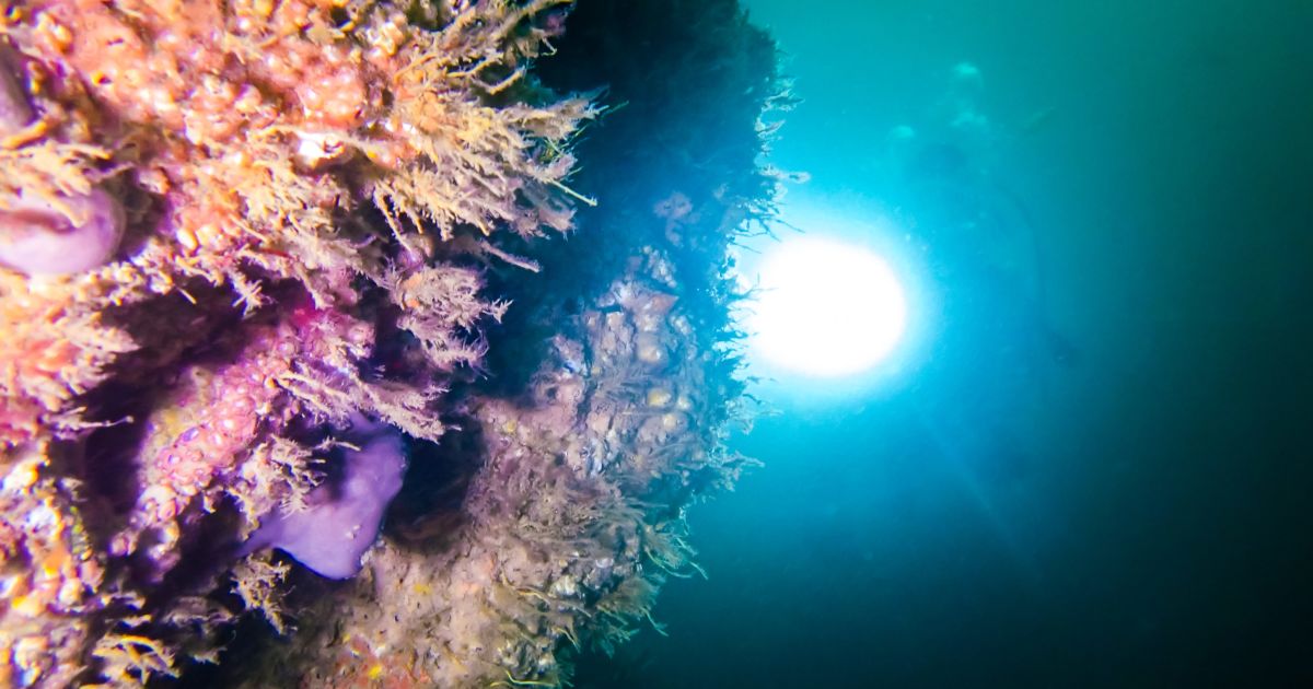 Bouley Bay Dive Centre | Activity | Visit Jersey